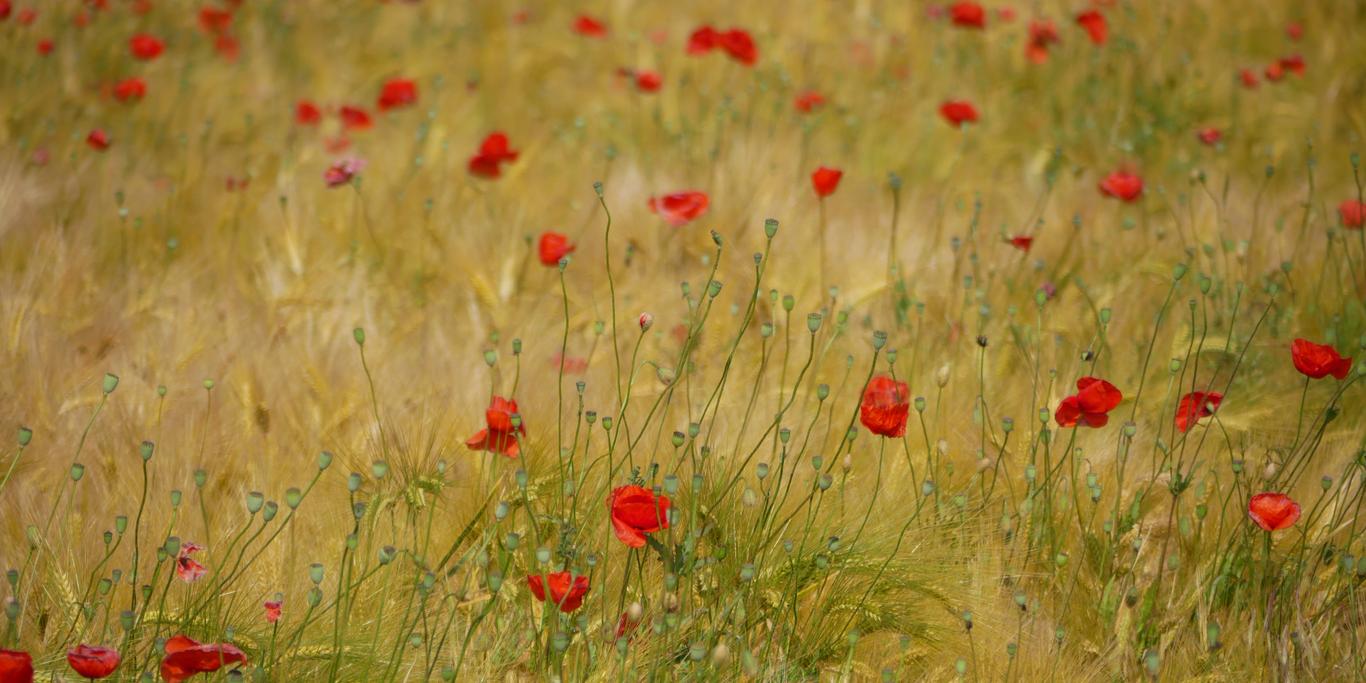 Vjersha per femije ne shqip