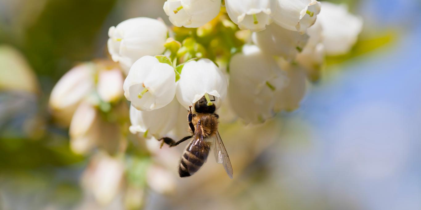 Vjersha per femije ne shqip